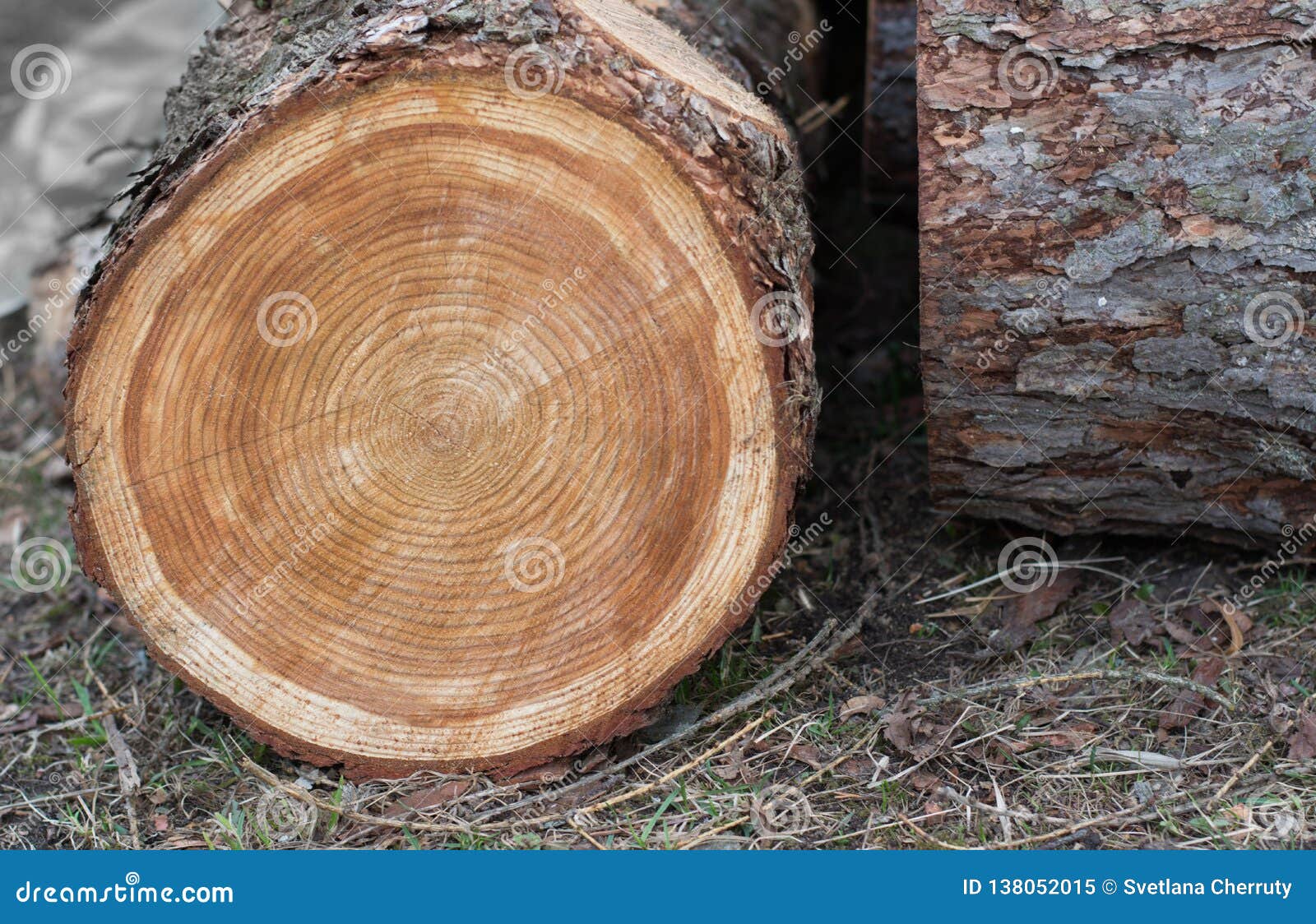 Tree Trunk. Abstract. Selective Focus. Deforestation. Natural Pattern ...