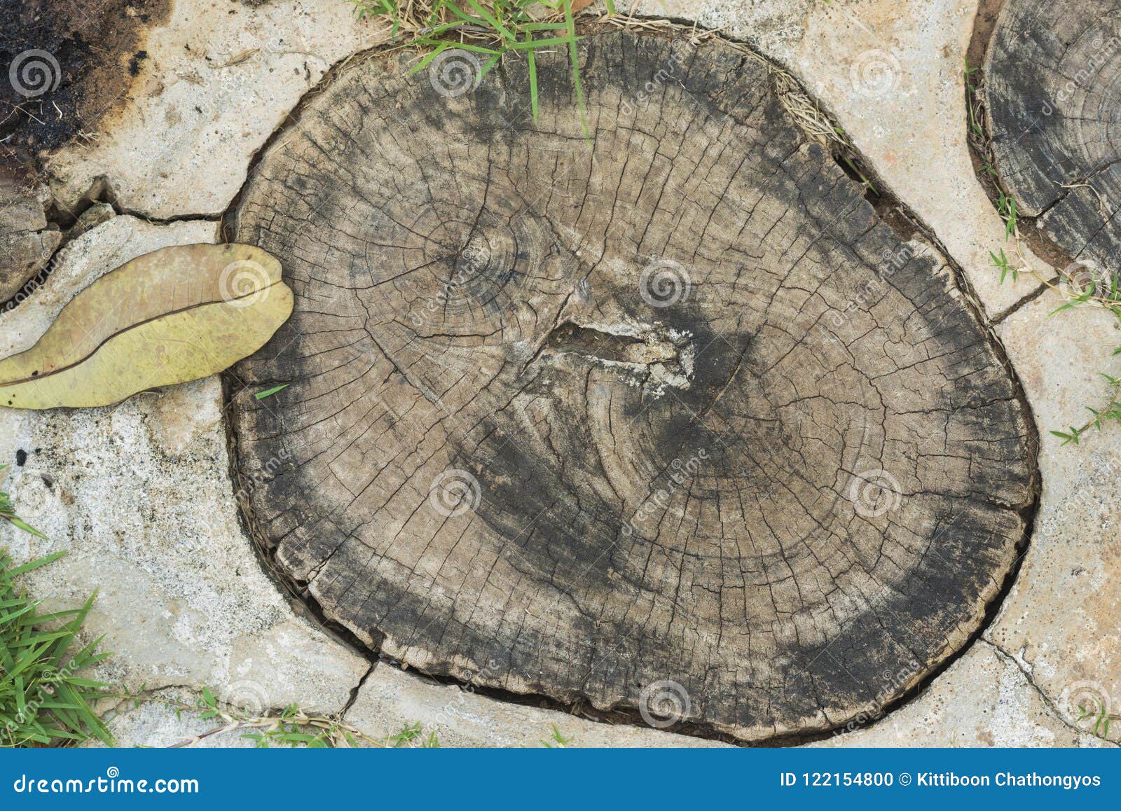 Tree Trunk Ring on the Floor. Stock Photo - Image of history ...