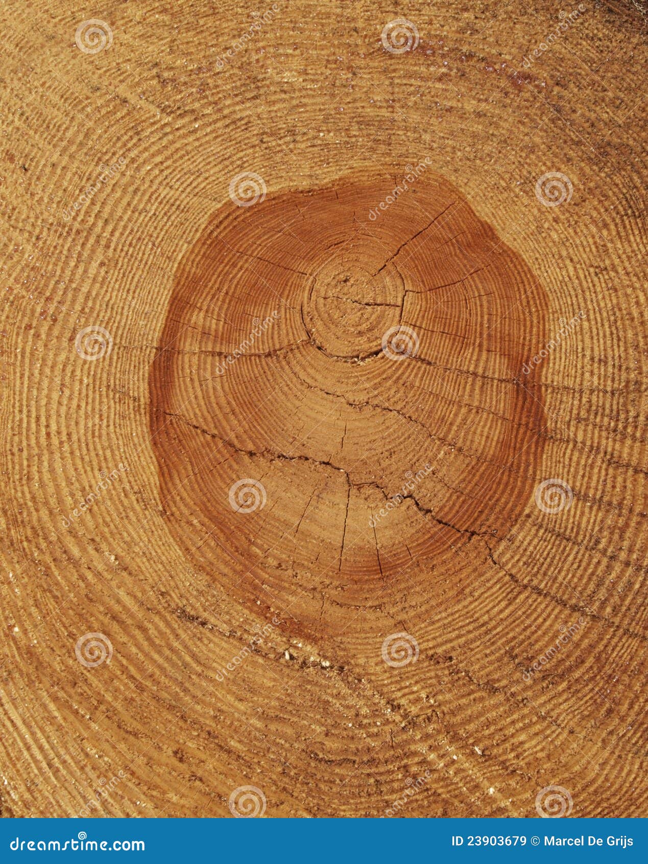 Tree trunk rings stock image. Image of closeup, rings - 23903679