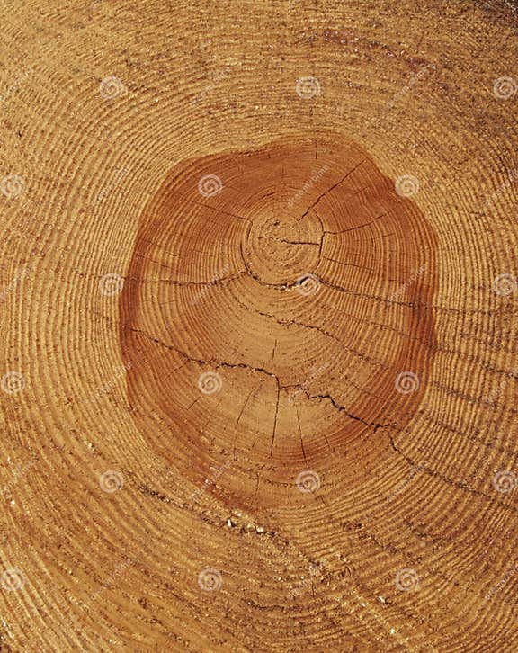 Tree trunk rings stock image. Image of closeup, rings - 23903679