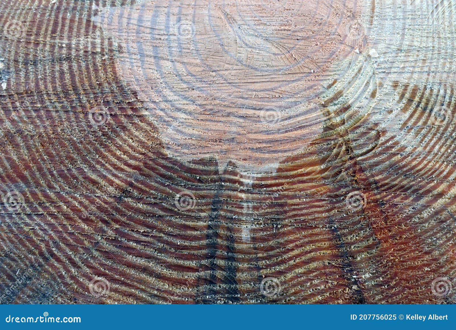 Tree Trunk Rings Background Texture Stock Image - Image of trunk ...