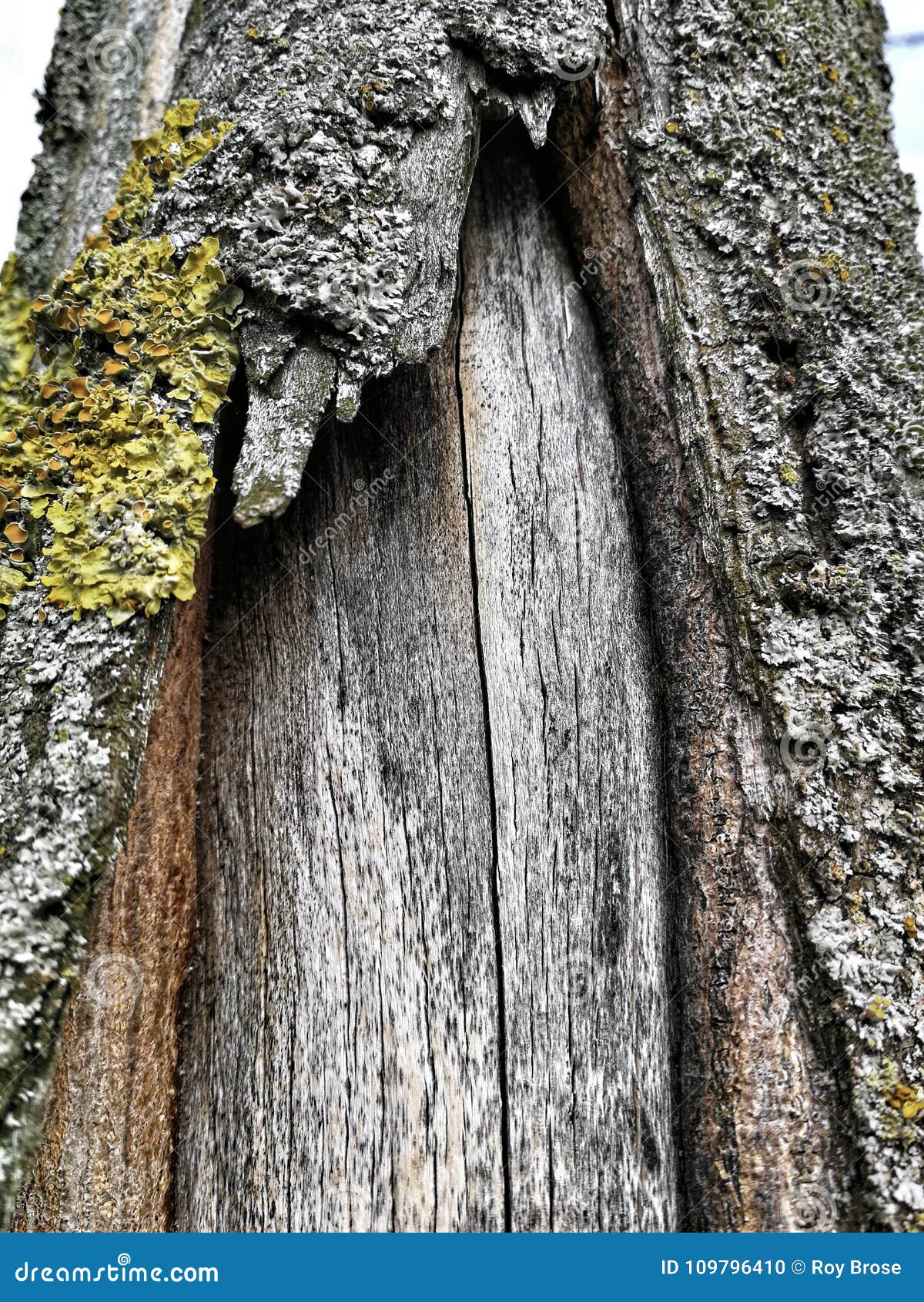 Tree Trunk with Ripped Bark Stock Photo - Image of ripped, closeup ...
