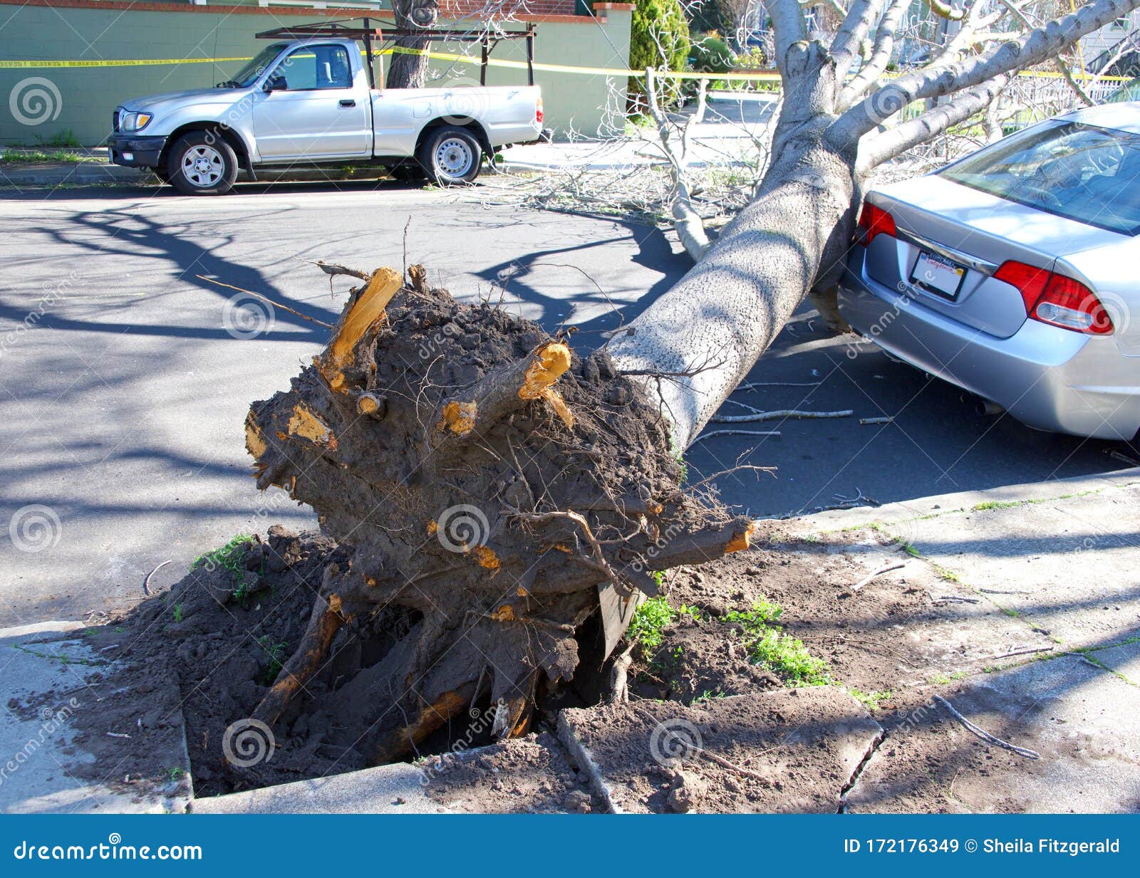 Tree Trunk Ripped from Ground from High Winds, Narrowly Missing Parked ...