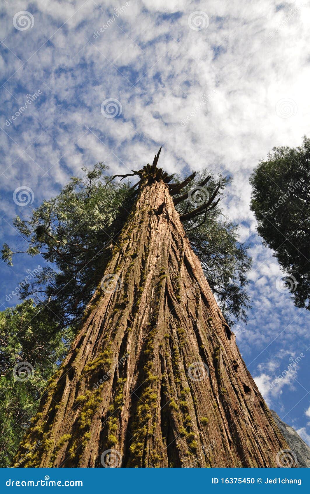 Tree Trunk Rising Up To Infinity Stock Photo - Image of california ...