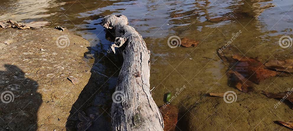 Tree Trunk in River Water stock photo. Image of fall - 242846072