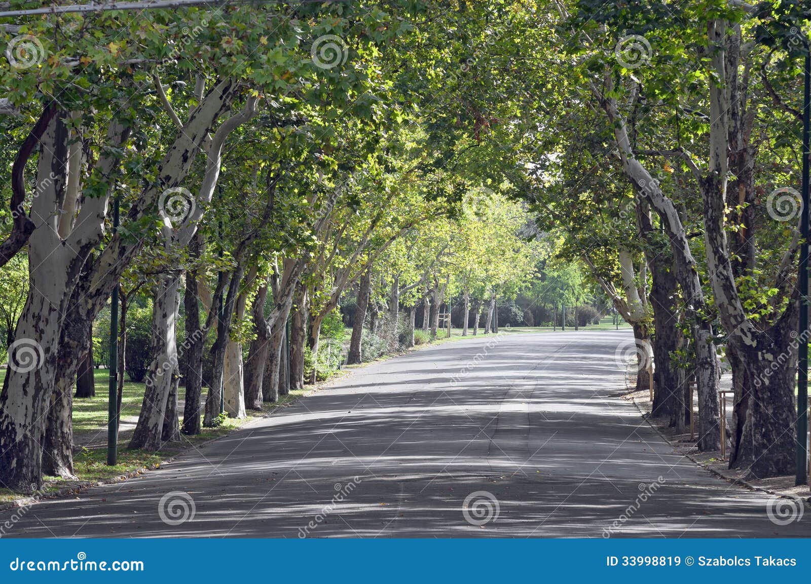 Tree Trunk and Road in the Park Stock Image - Image of green, silence ...