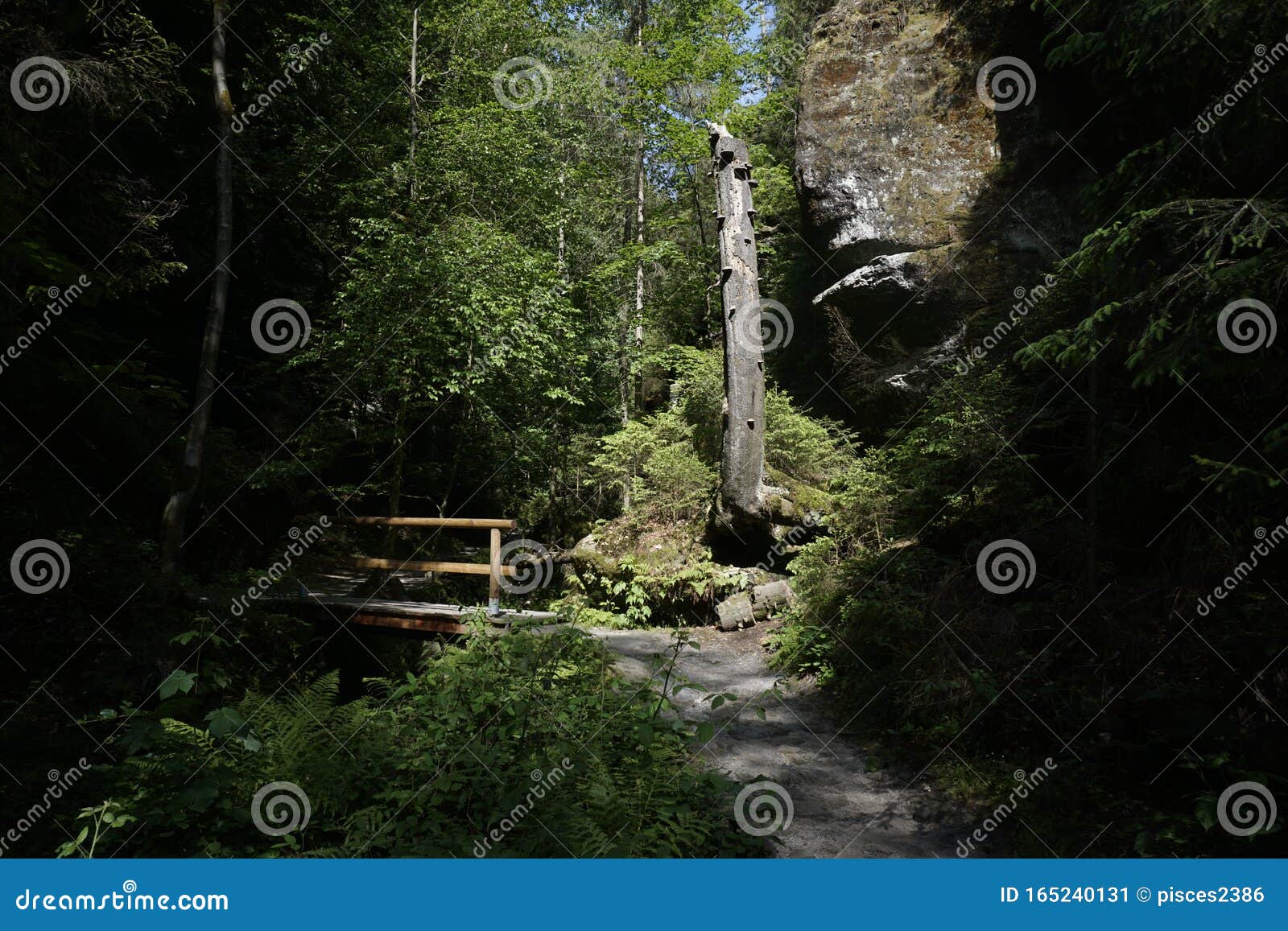 Tree Trunk, Rock and Bridge Near the Kamnitz Gorge in the Sun Stock ...