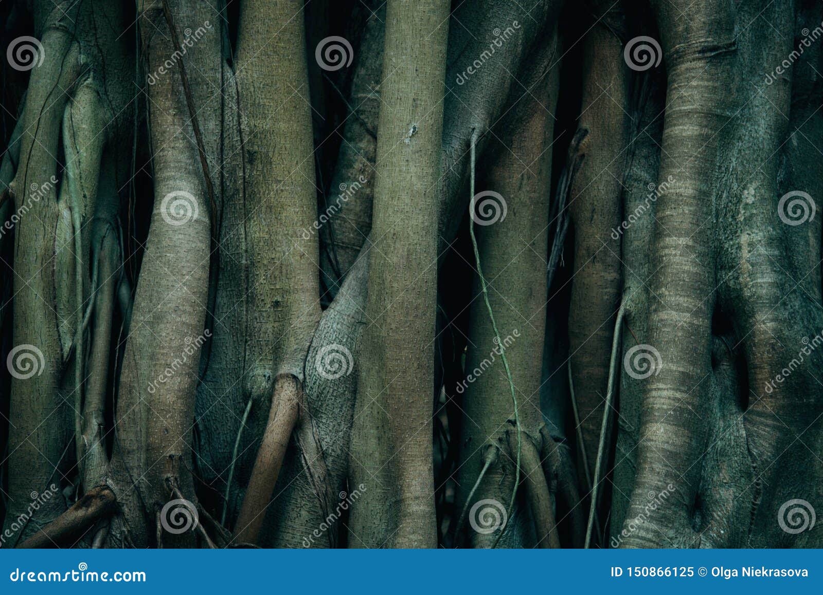 Tree Trunk and Root Background. Stock Image - Image of environment ...