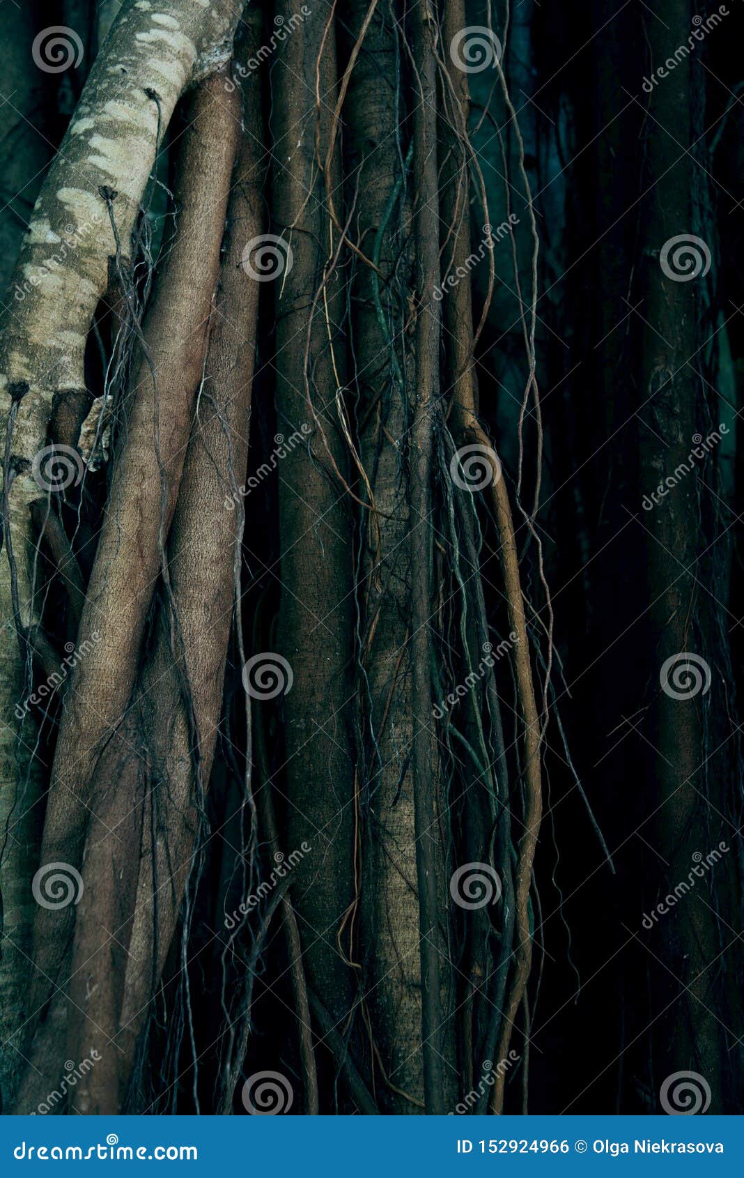 Tree Trunk and Root Background. Stock Photo - Image of flora, plant ...