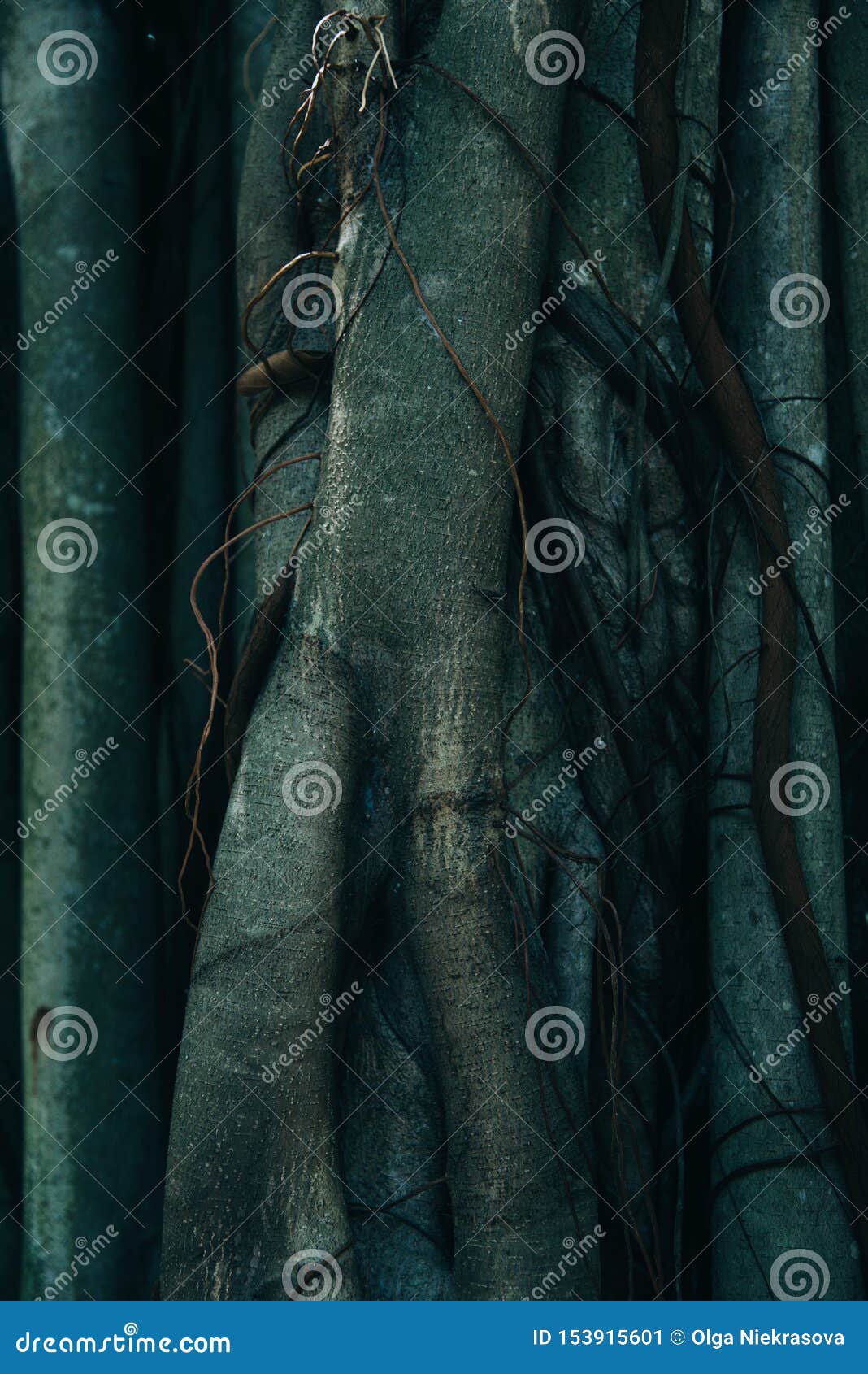 Tree Trunk and Root Background. Stock Image - Image of nature, close ...