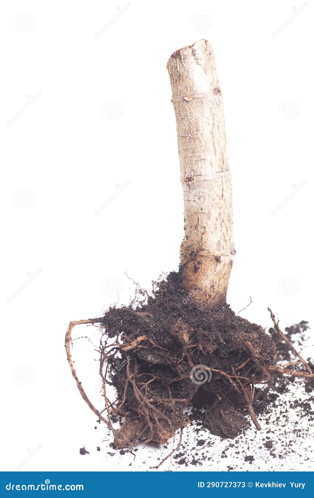 Tree Trunk with Root Isolated on White Background Stock Image - Image ...