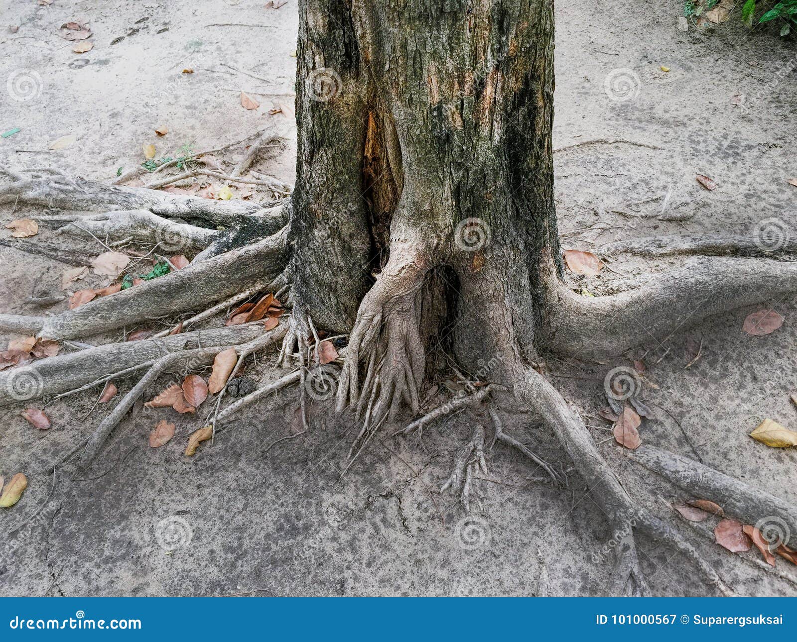 Tree Trunk and Root stock image. Image of environment - 101000567