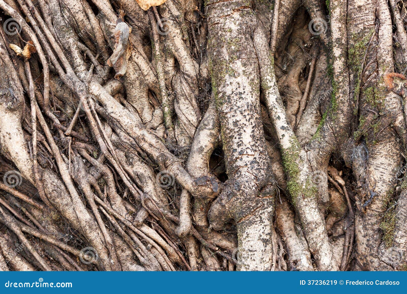 Tree trunk roots stock image. Image of moss, carvings - 37236219