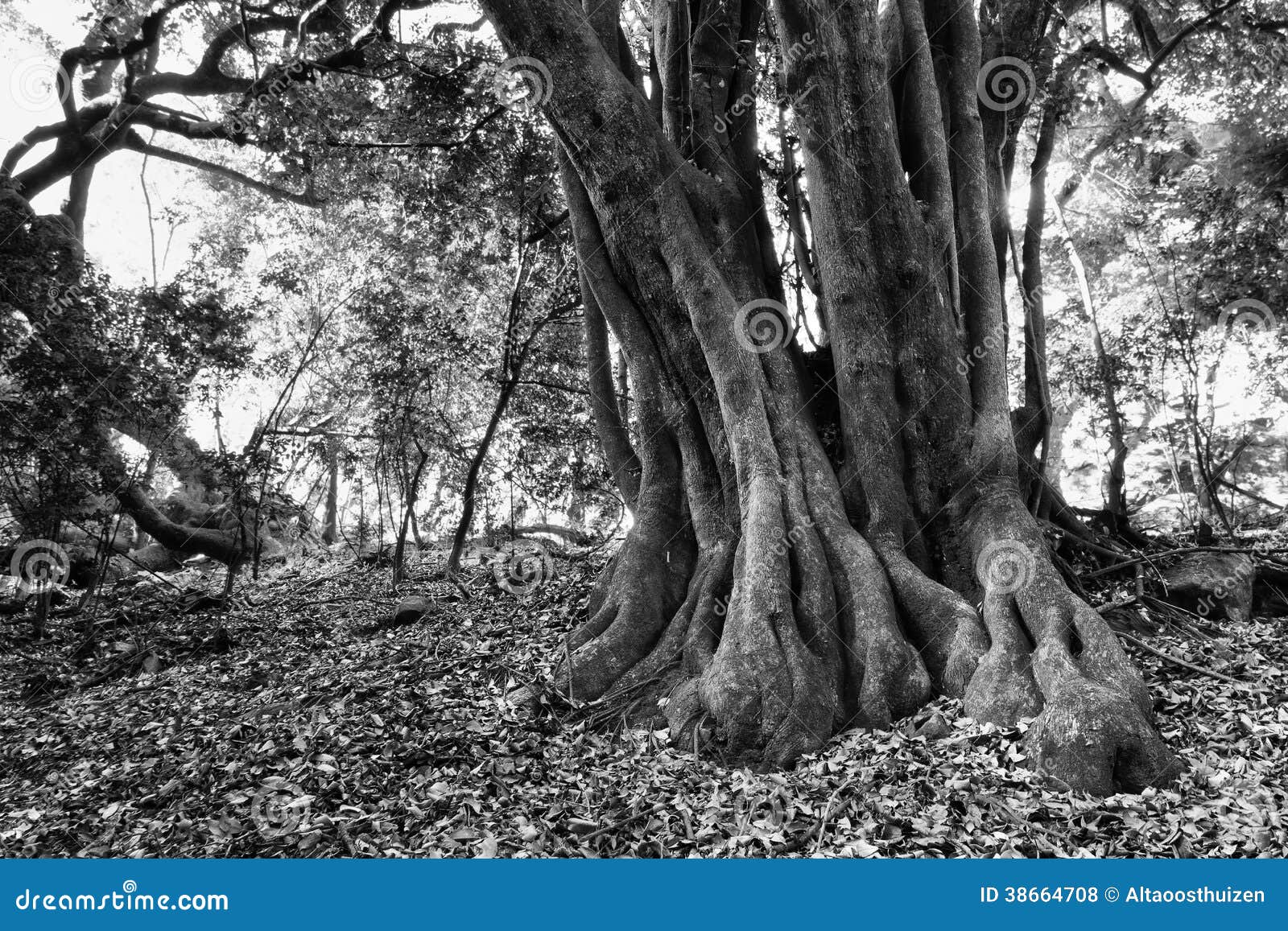Tree Trunk and Roots in Forest with Leaves Stock Photo - Image of aged ...