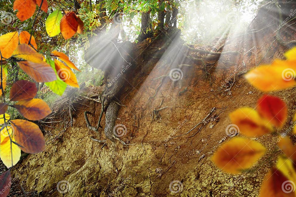 Tree roots an light beams stock photo. Image of growth - 119882658