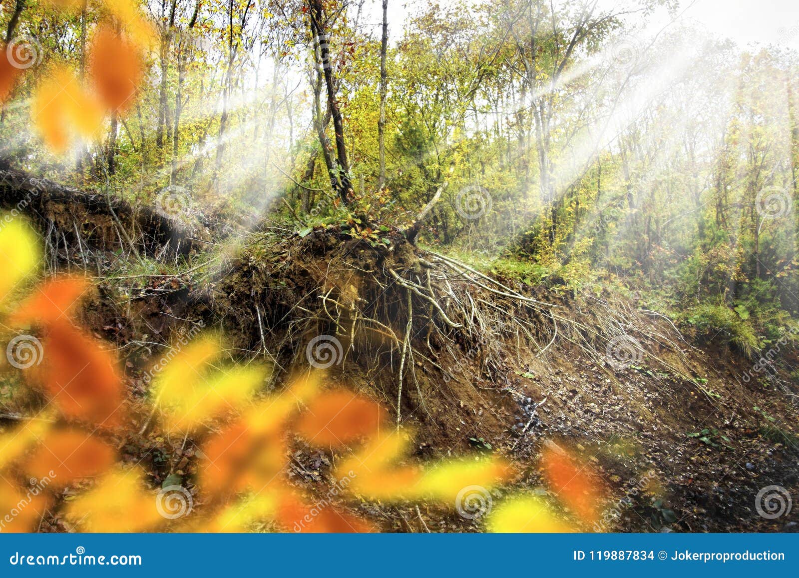 Tree roots an light beams stock photo. Image of branch - 119887834