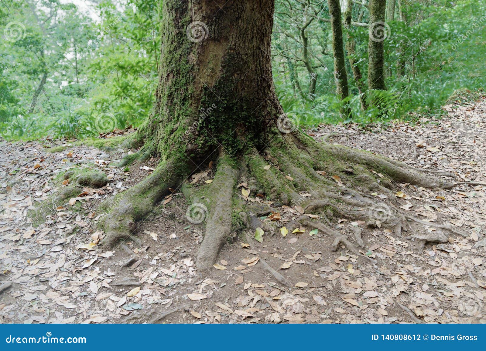 Tree Trunk with a Roots in the Ground Stock Photo - Image of fall, life ...