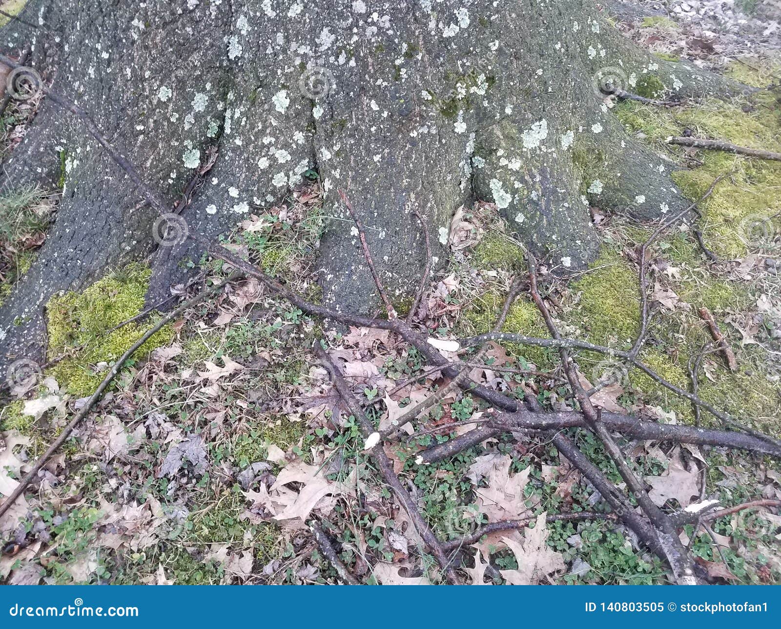 Tree Trunk with Roots and Lichen and Moss and Sticks Stock Image ...