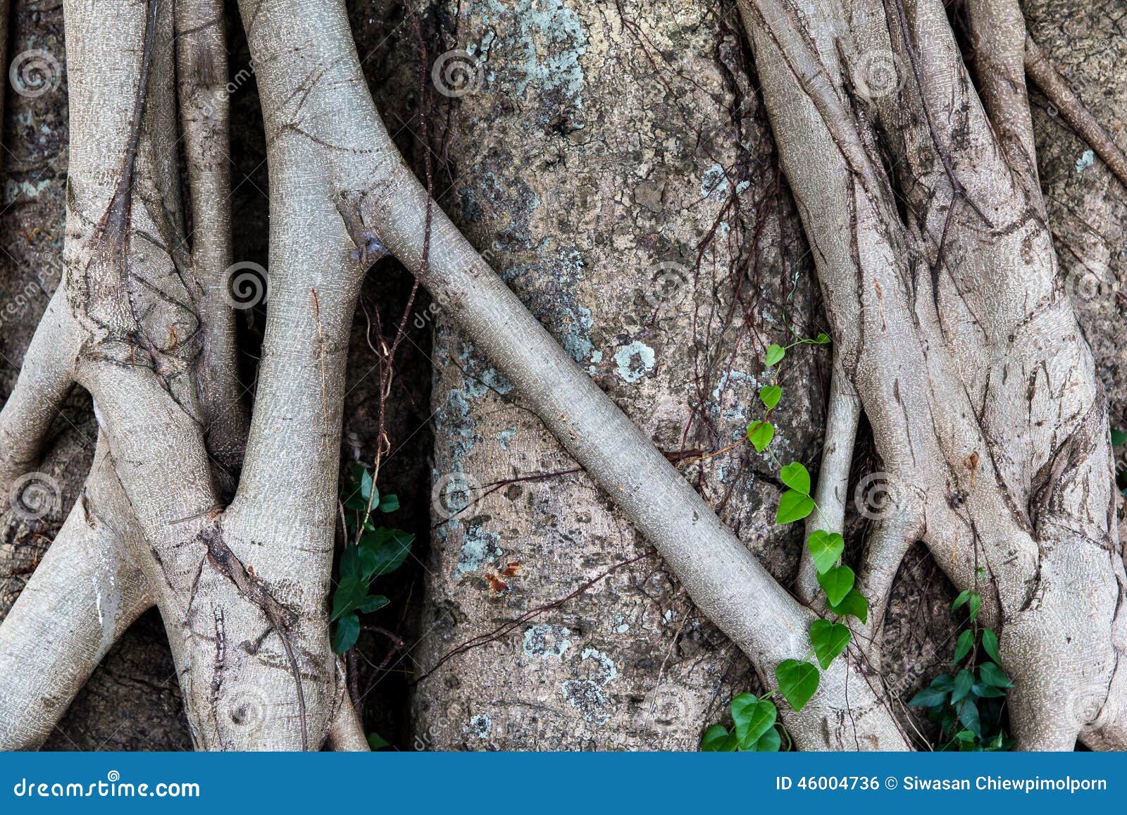 Tree trunk with roots stock photo. Image of root, environment - 46004736