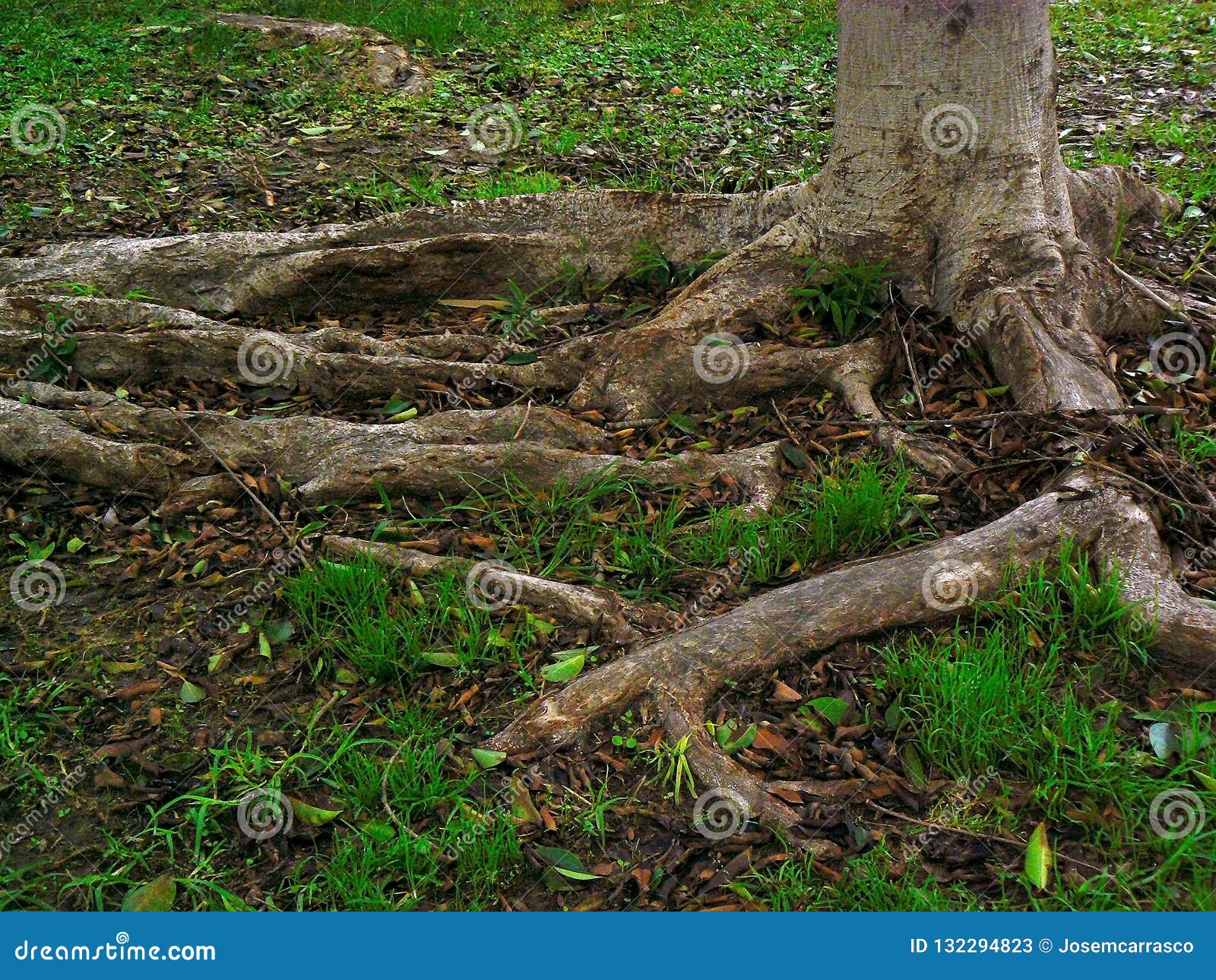 Tree Trunk with Roots in the Garden Stock Image - Image of languish ...