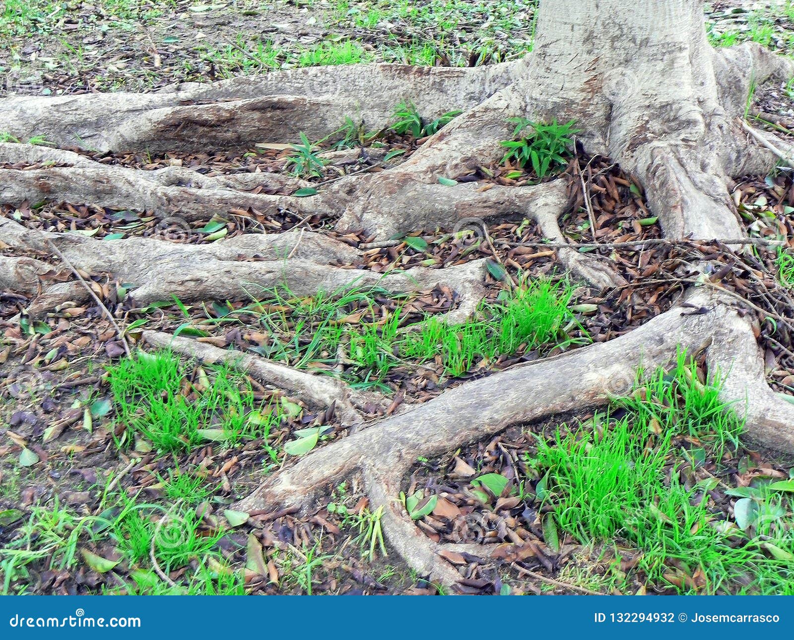 Tree Trunk with Roots in the Garden Stock Photo - Image of languish ...