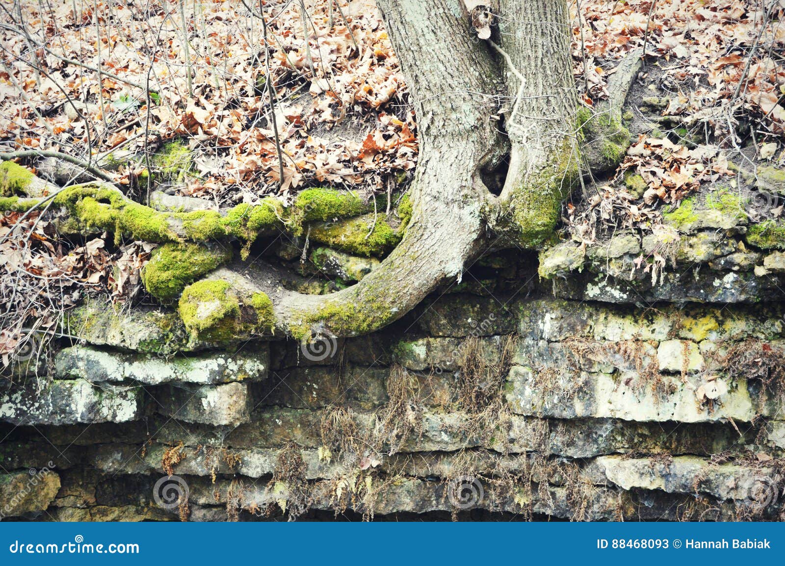 Tree Trunk Roots and Rocks stock image. Image of leaves - 88468093