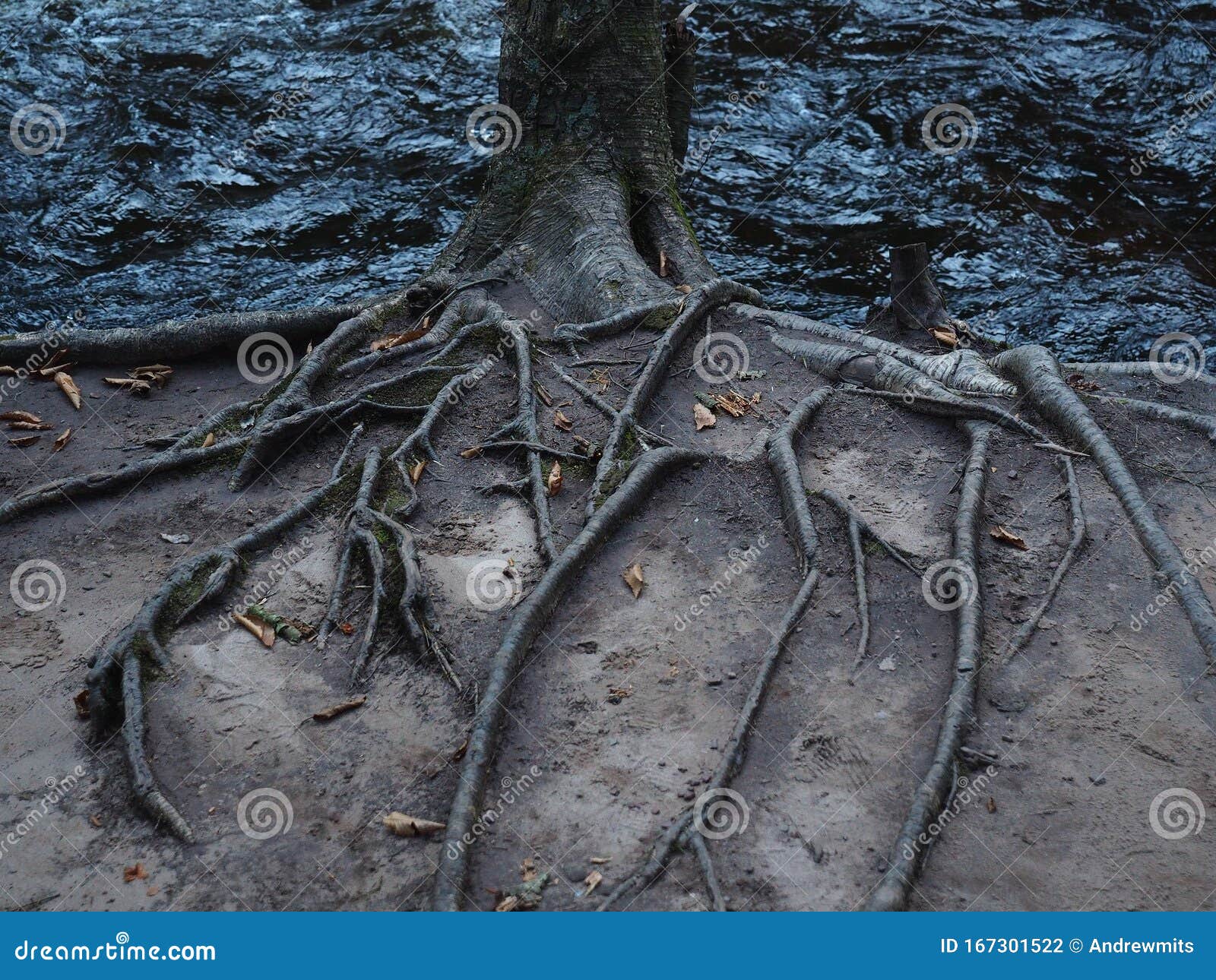 Tree Trunk with Roots Showing Stock Photo - Image of trunk, tree: 167301522