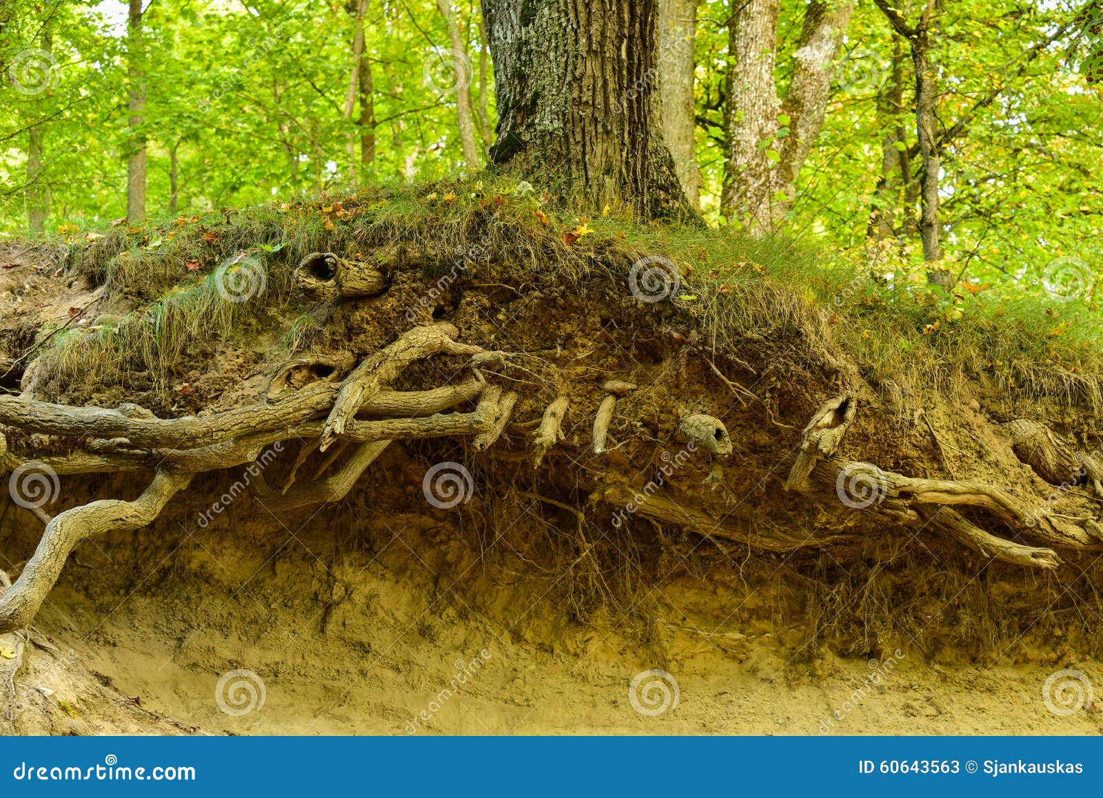 Tree trunk and roots stock image. Image of landscape - 60643563