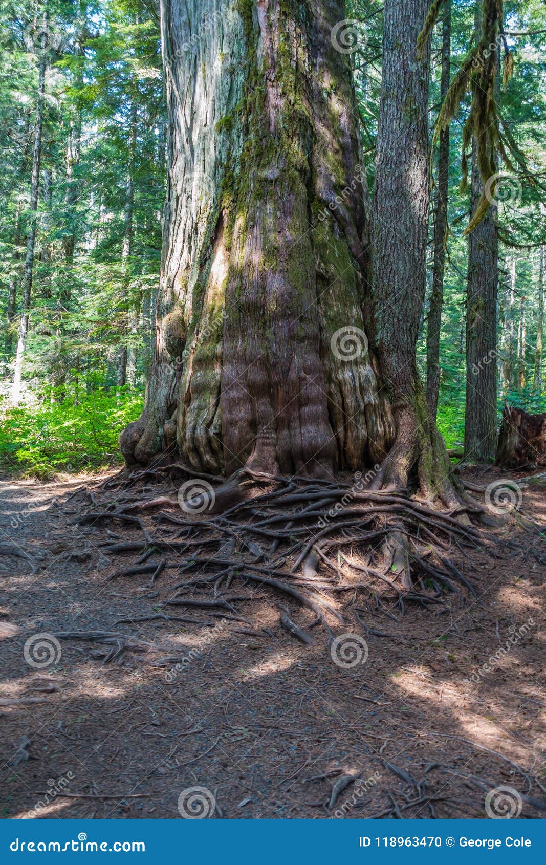 Tree Trunk and Roots stock photo. Image of forest, outdoors - 118963470