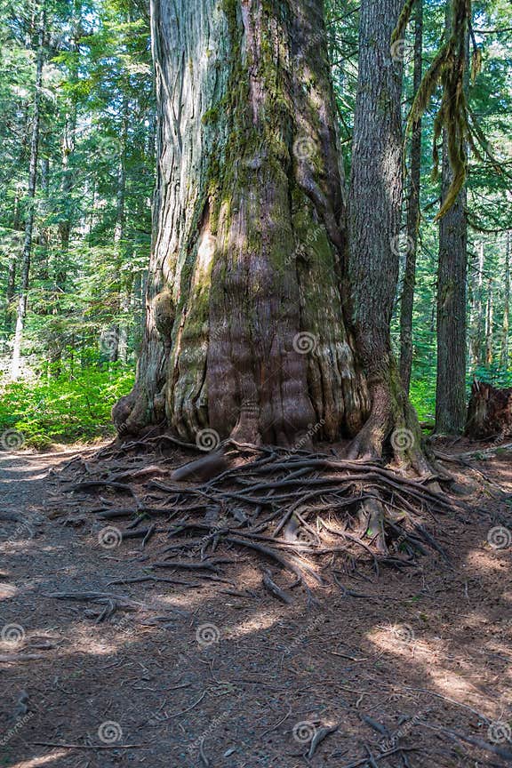 Tree Trunk and Roots stock photo. Image of forest, outdoors - 118963470