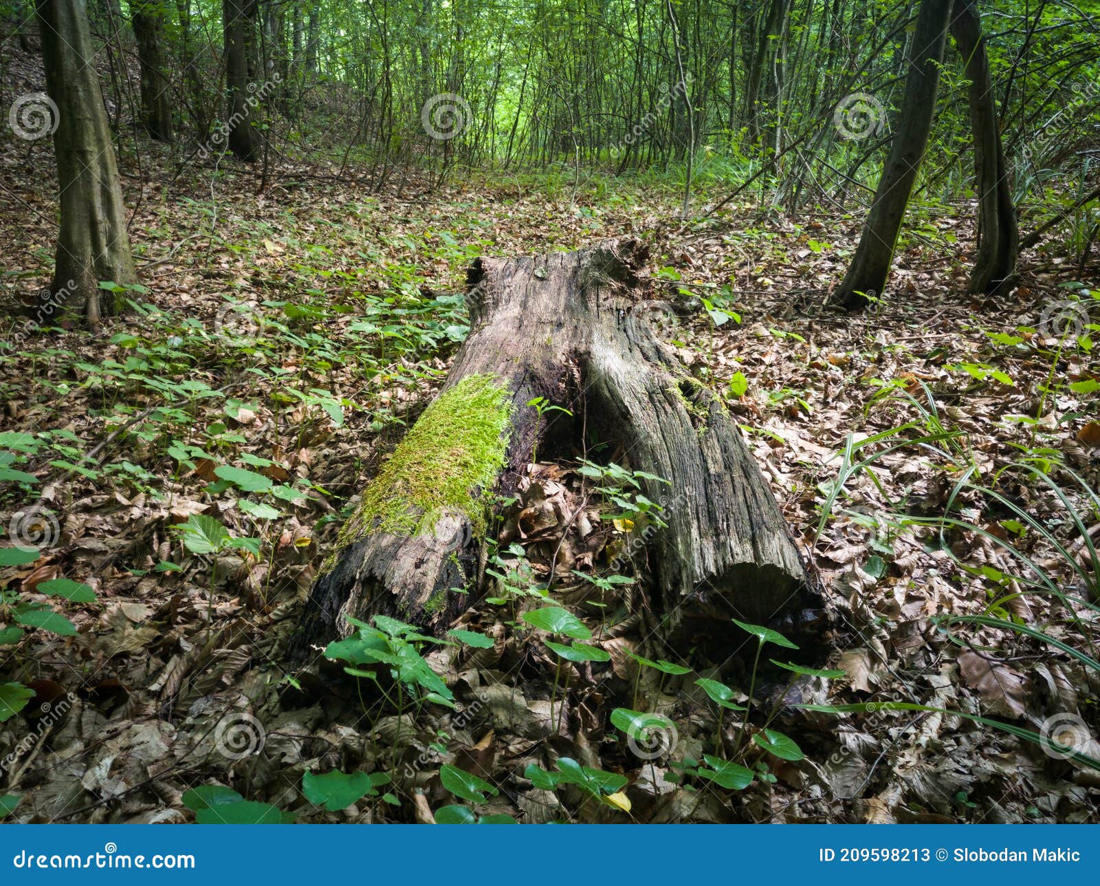 Tree Trunk Rotting on the Forest Floor Covered with Moss, Dead Tree Log ...