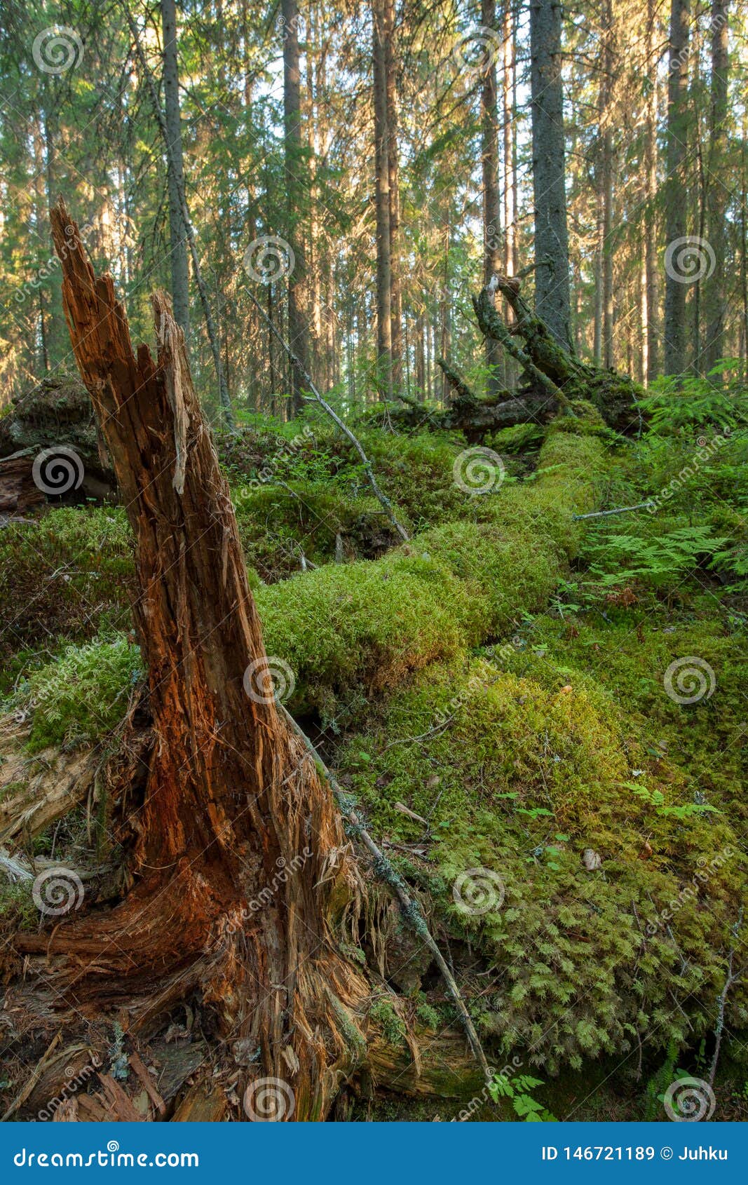 Tree Trunk Rotting in the Forest Stock Image - Image of stump, plant ...