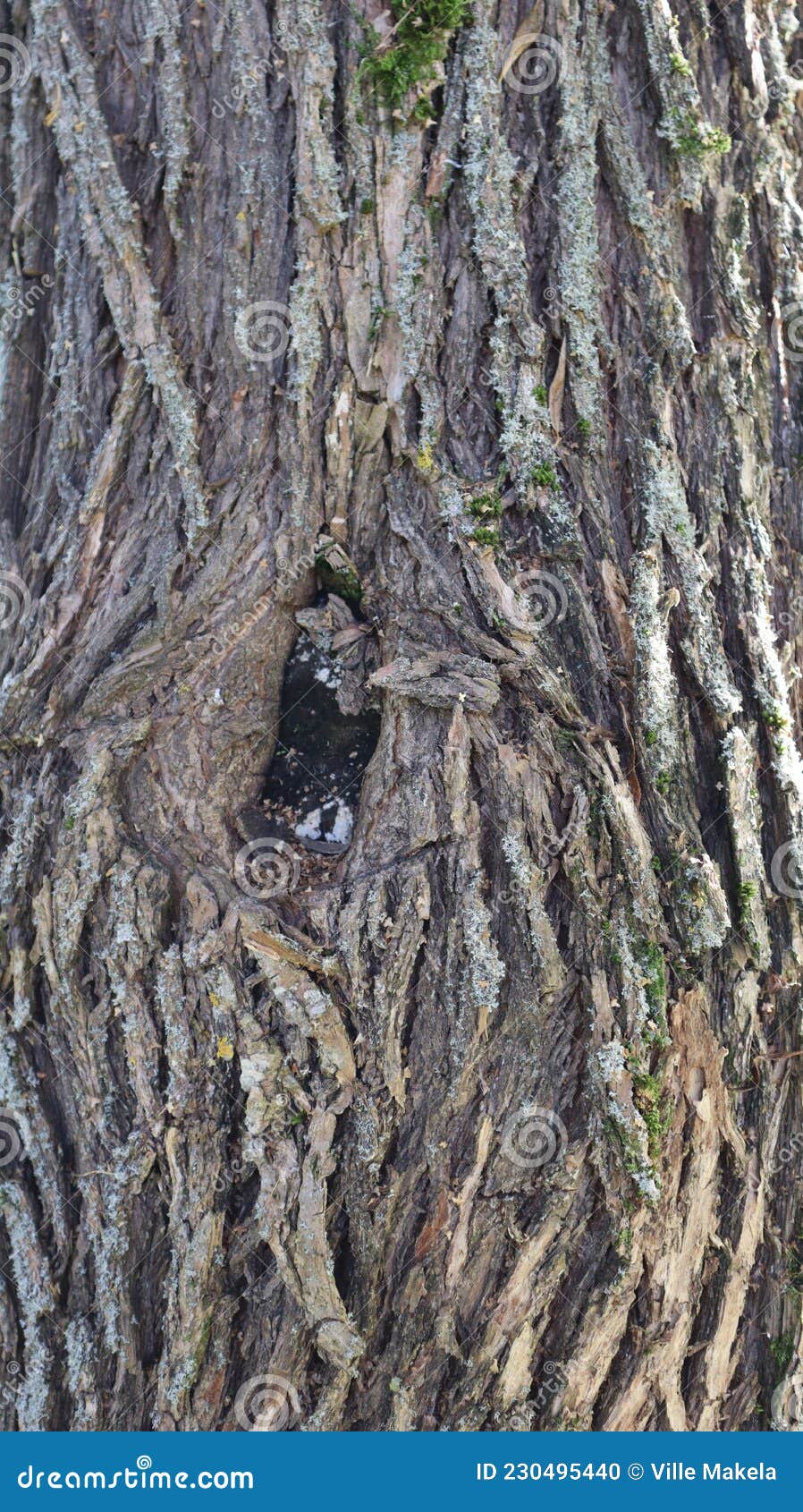 Tree Trunk is Rough on the Surface Stock Photo - Image of branch ...