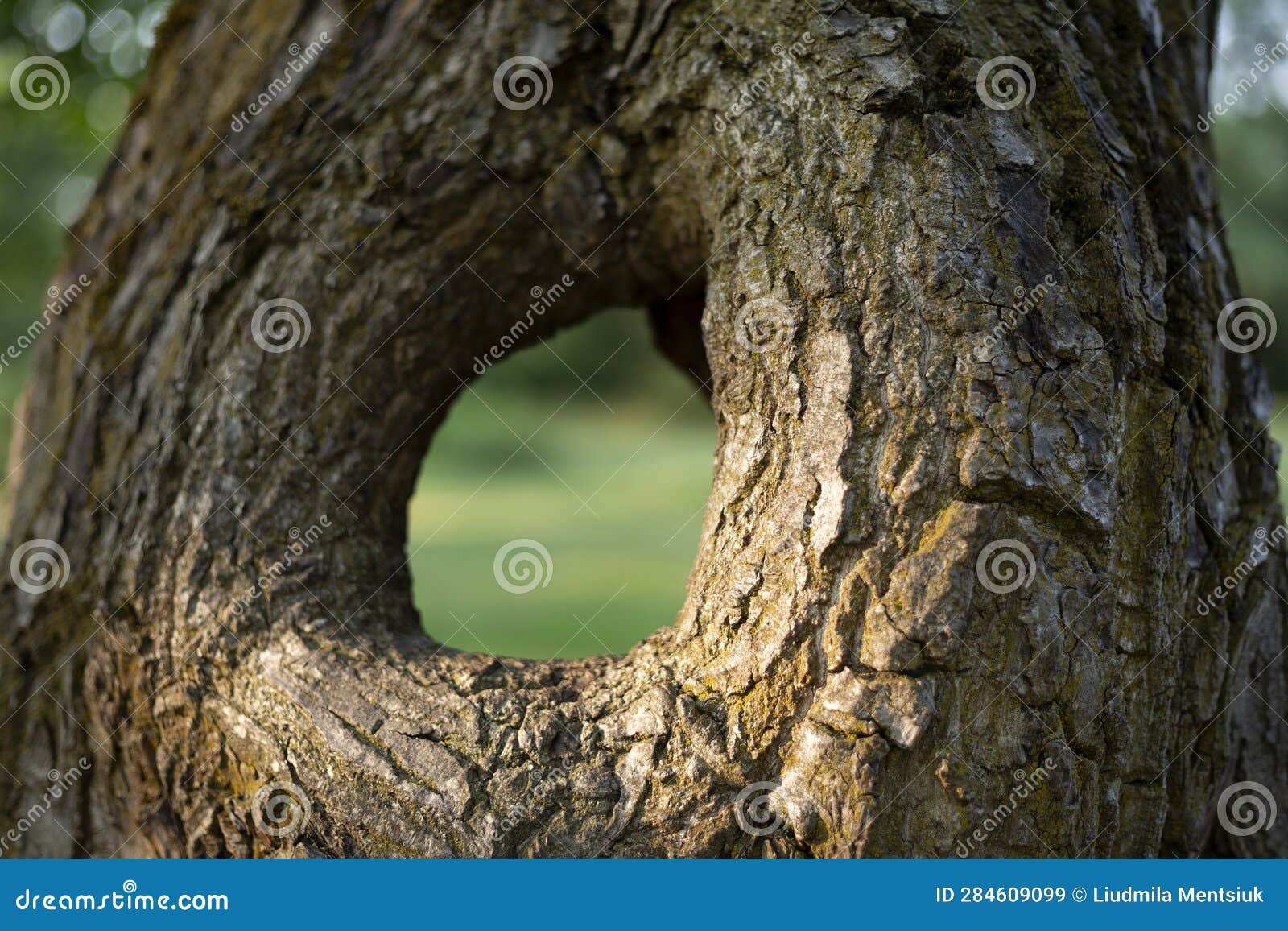 Tree Trunk with a Round Hole Stock Image - Image of tree, park: 284609099