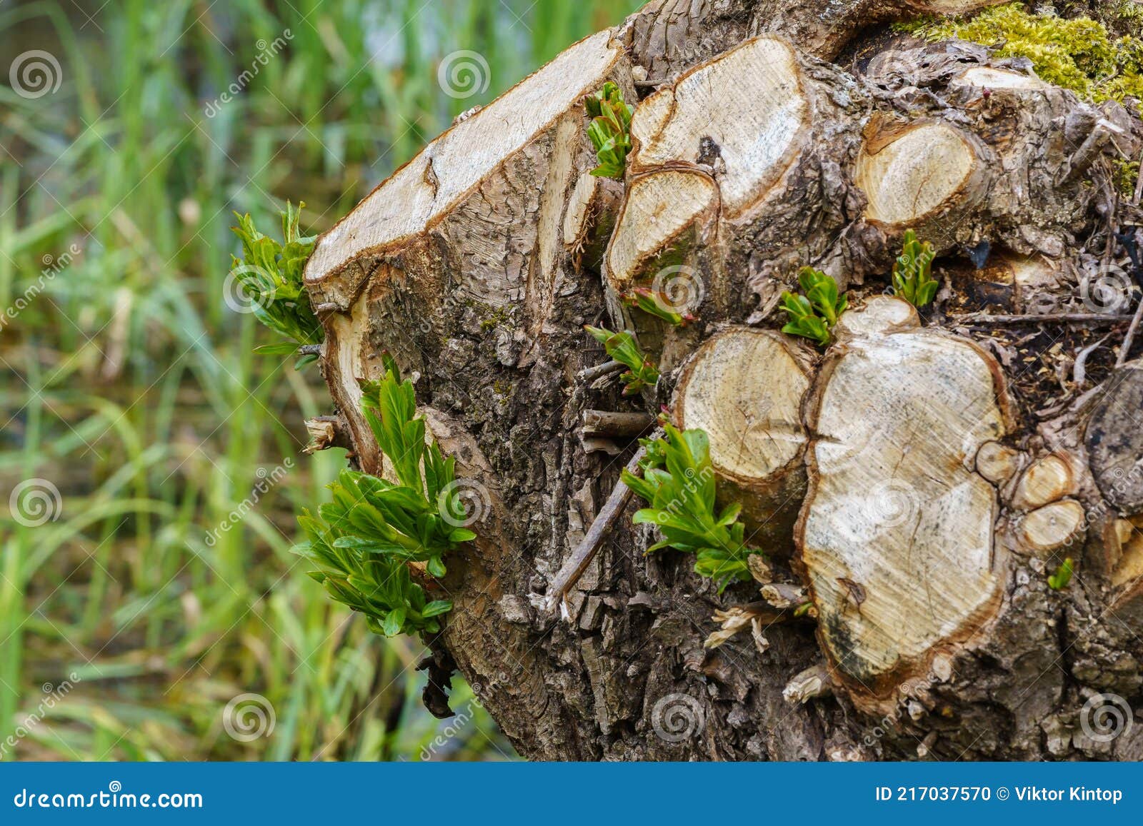 A Tree Trunk with Sawn Off Branches and New Green Shoots. Spring ...