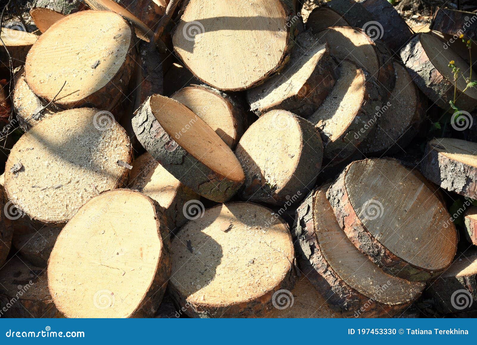 Tree Trunk Sawn in Round Pieces with Sawdust Under Sunlight ...