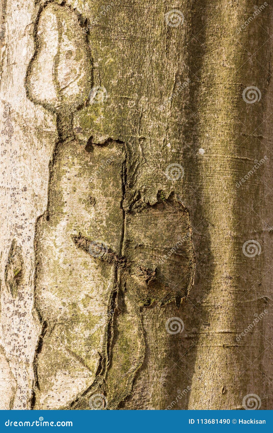 Tree Trunk with Scars in the Middle of the Forest Stock Photo - Image ...