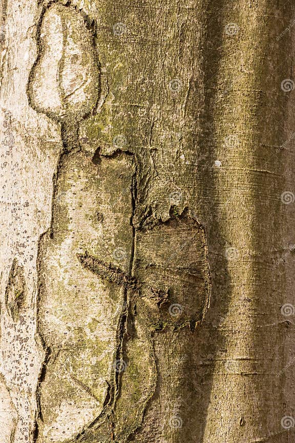 Tree Trunk with Scars in the Middle of the Forest Stock Photo - Image ...