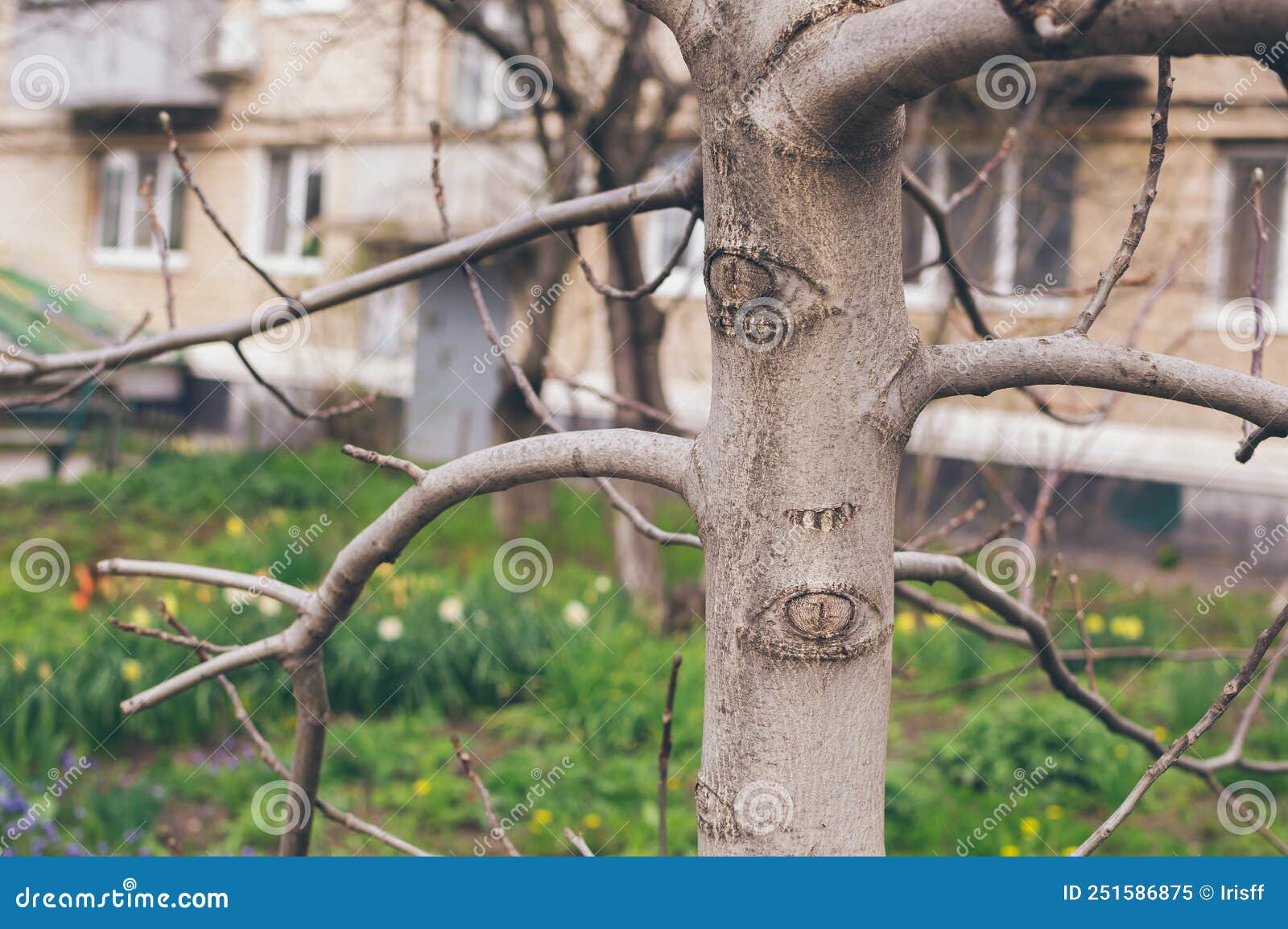 Tree Trunk with Scars from Pruning in Form of Eyes Stock Image - Image ...