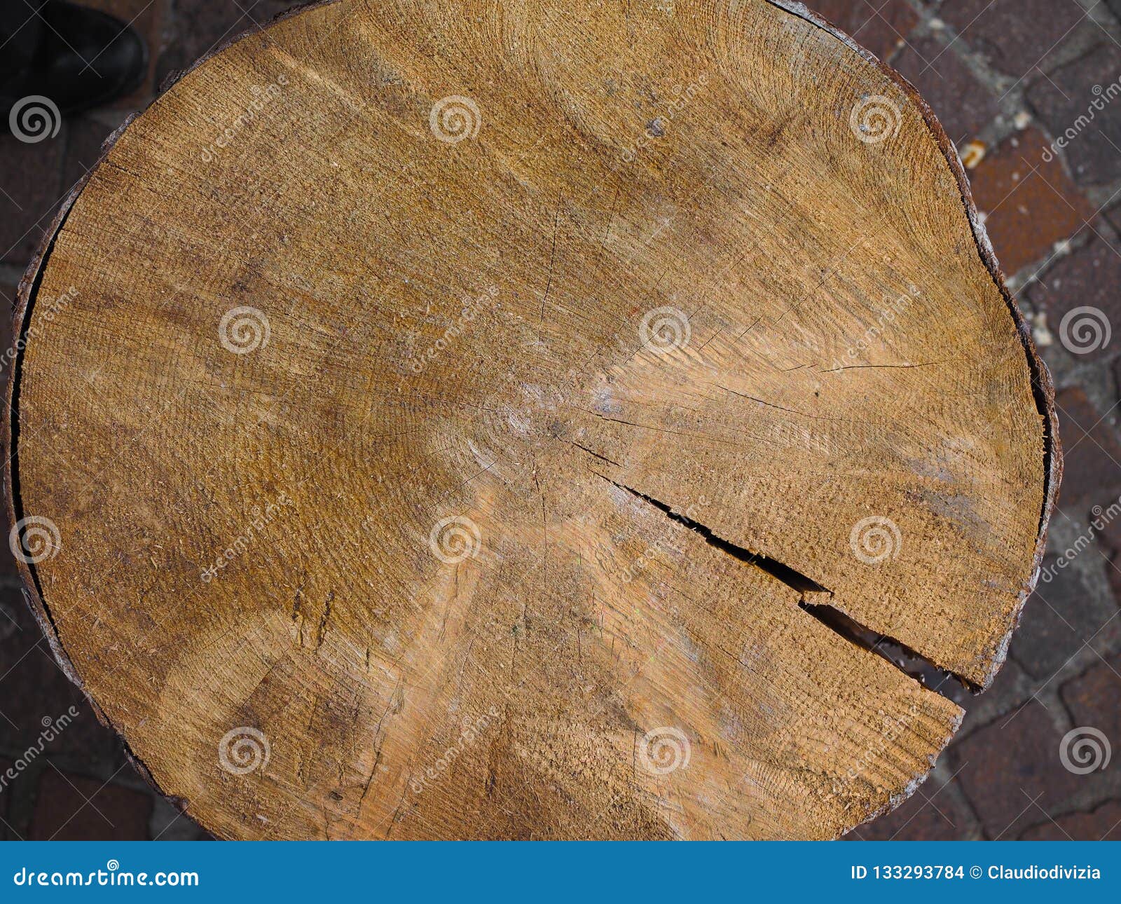 Tree trunk section stock photo. Image of natural, environment - 133293784