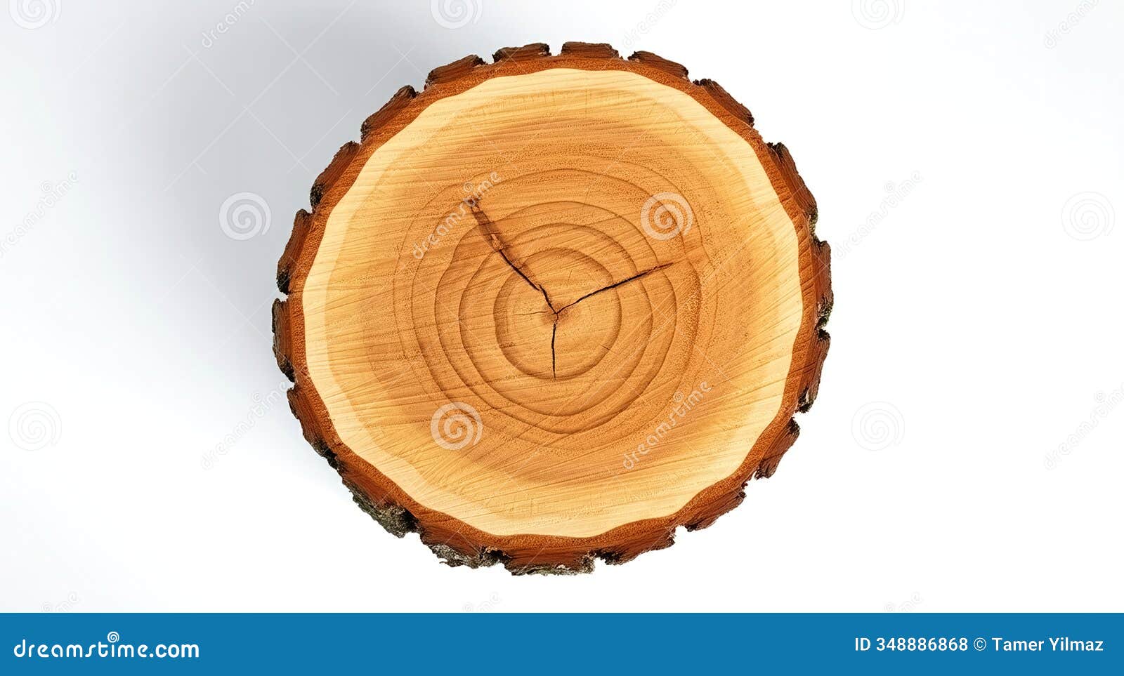 Tree Trunk Section Isolated on White Background, Top View Stock ...