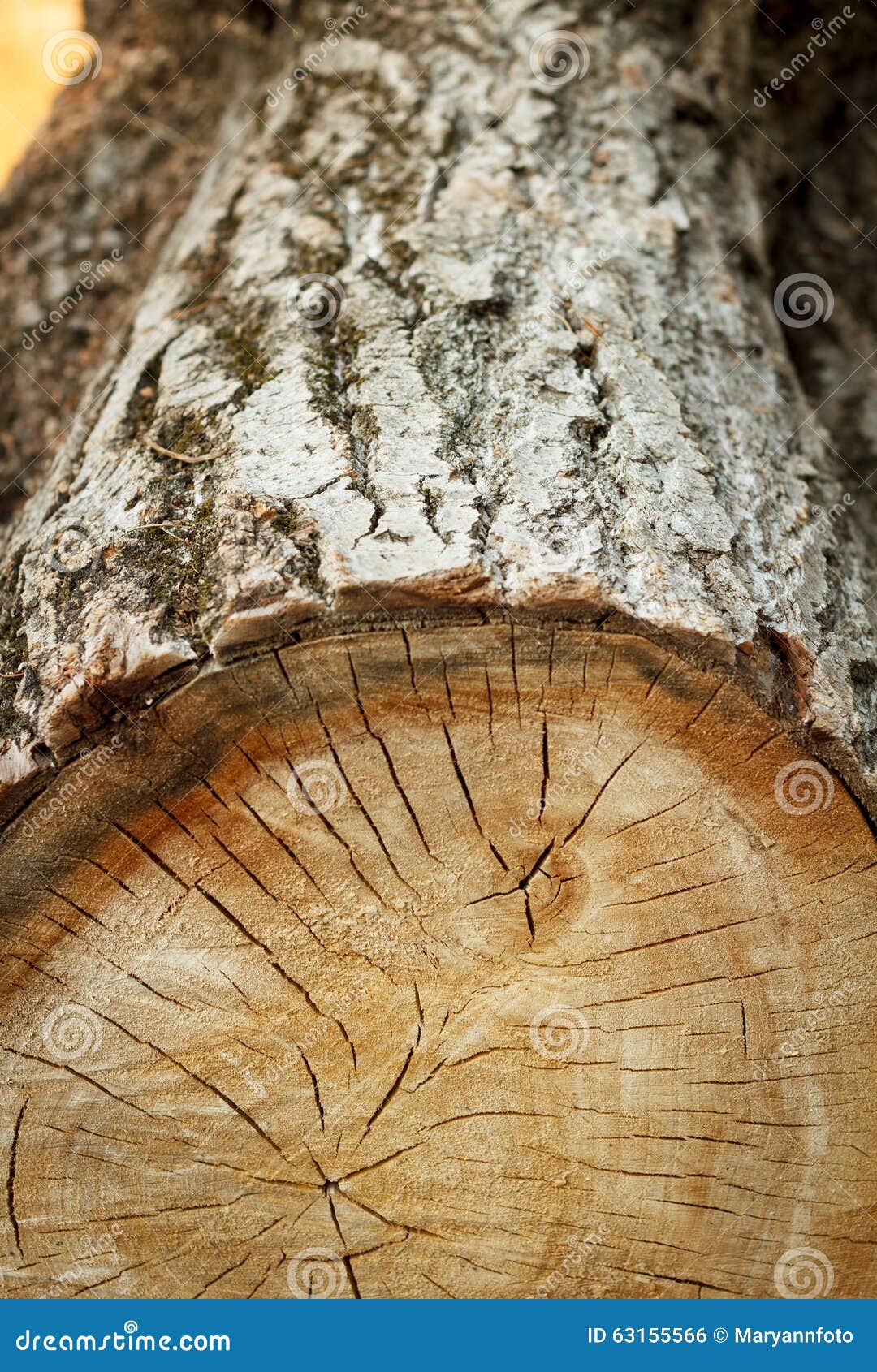 Tree trunk in a section stock photo. Image of hardwood - 63155566