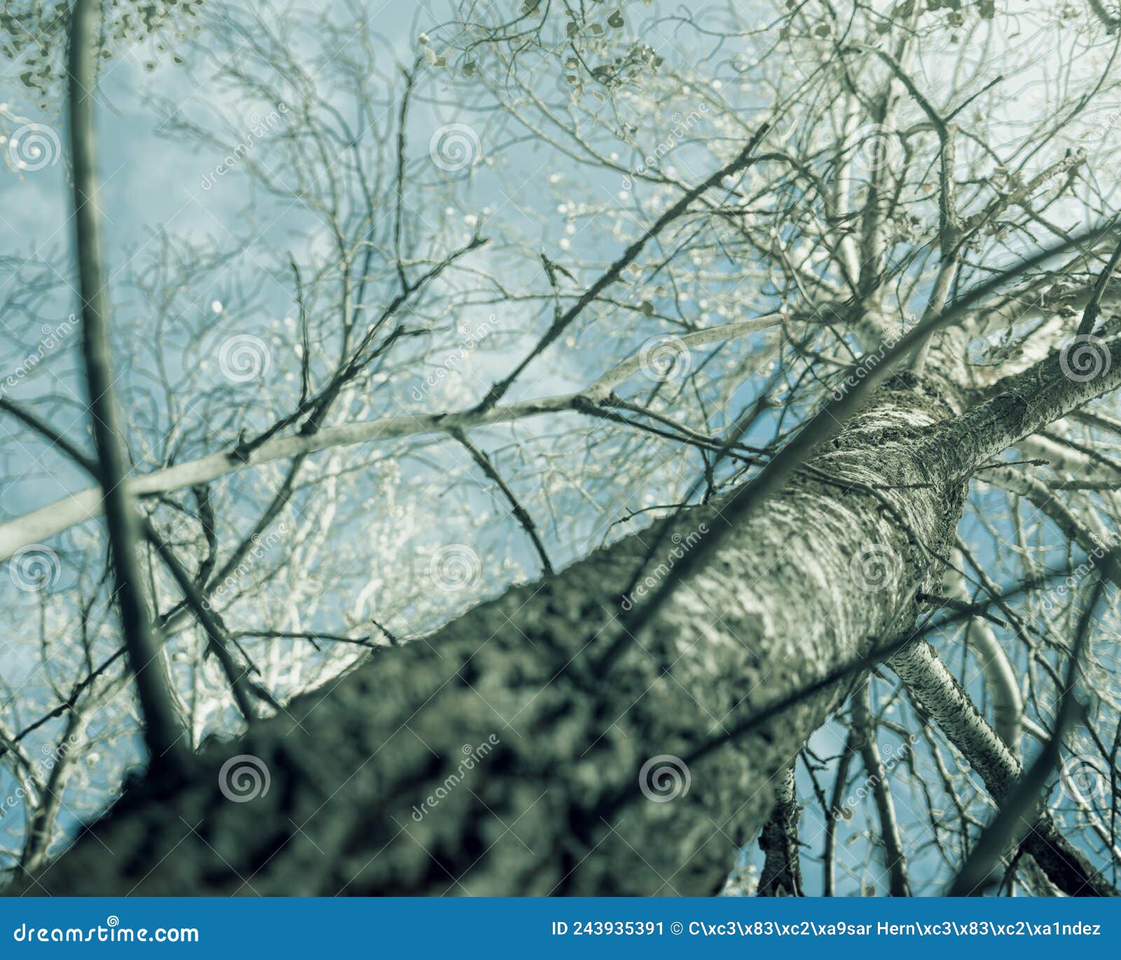Tree Trunk Seen from Below. Branches of Poplar Stock Image - Image of ...
