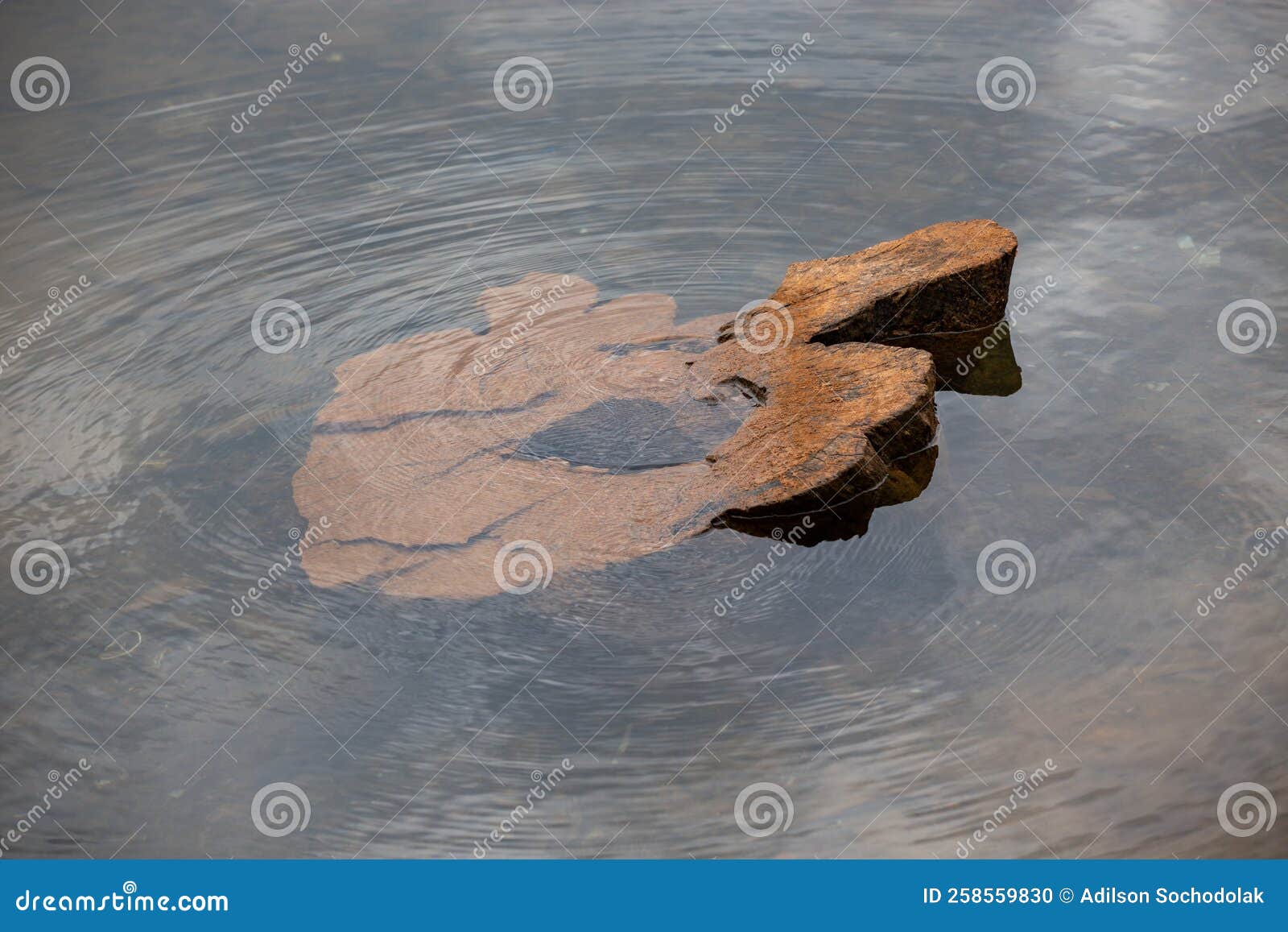 Tree Trunk Semi Submerged in Clear Water Lake. Stock Photo - Image of ...
