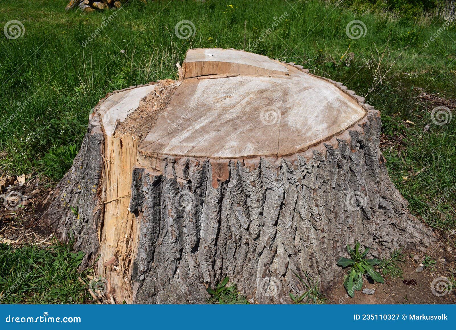 Tree Trunk with Several Cut Marks Stock Image - Image of wood, swam ...
