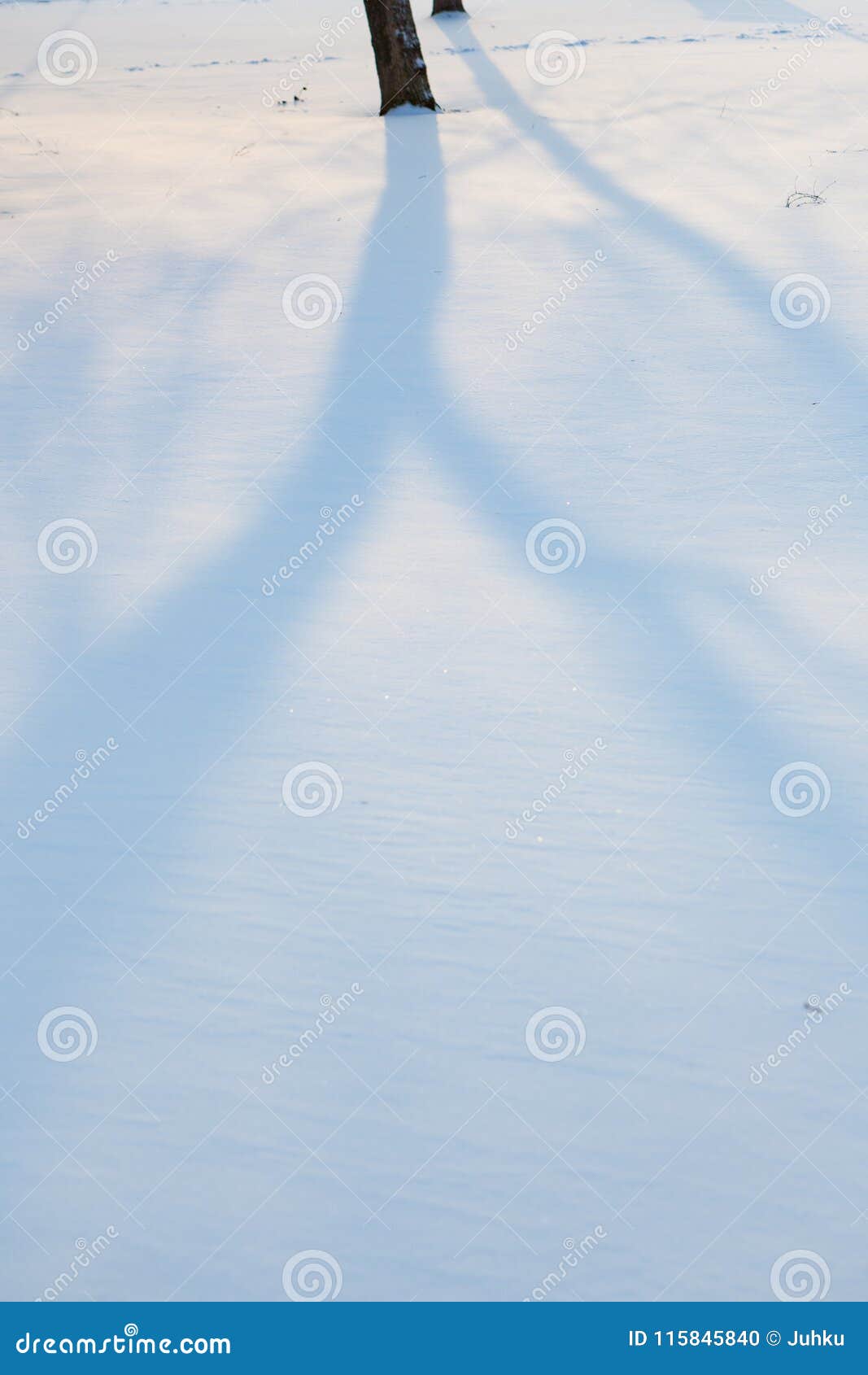 Tree shadows on snow stock photo. Image of park, surface - 115845840