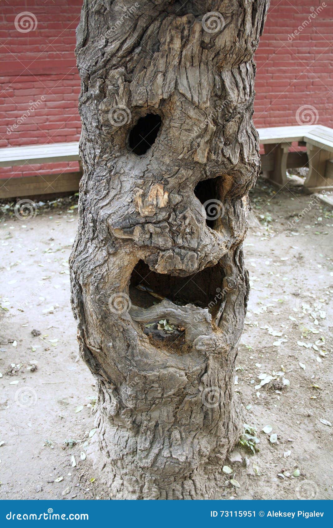 A Tree Trunk in the Shape of a Human Face Stock Image - Image of trunk ...