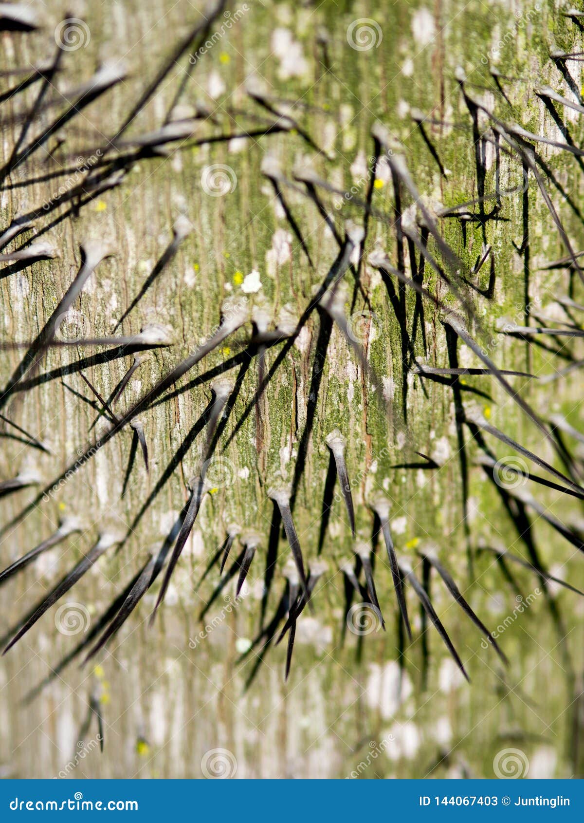 Tree with Sharp Pointy Spike Stock Image - Image of exotic, horror ...