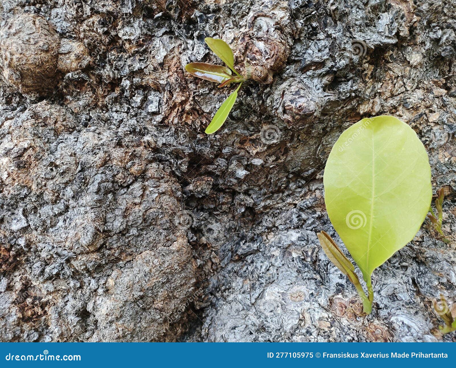 Tree Trunk Shoots Against a Backdrop of Rough Tree Bark Stock Image ...