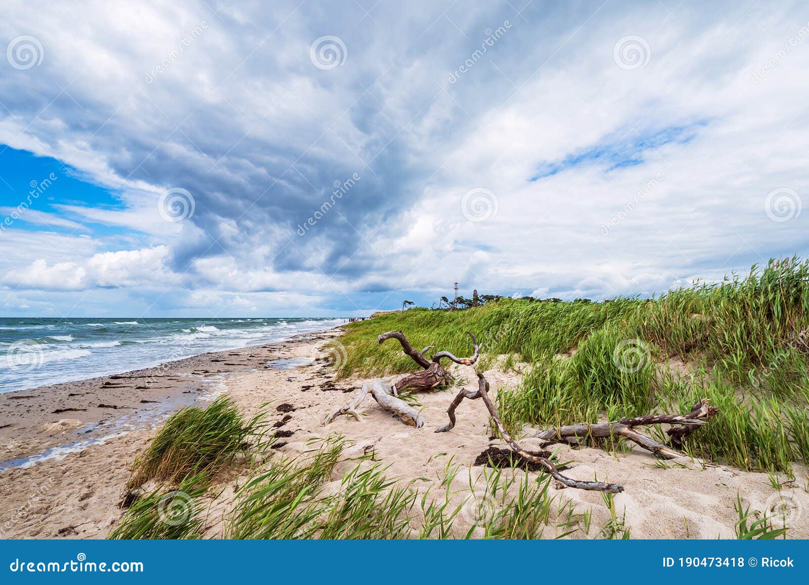 Tree Trunk on Shore of the Baltic Sea Stock Photo - Image of climate ...